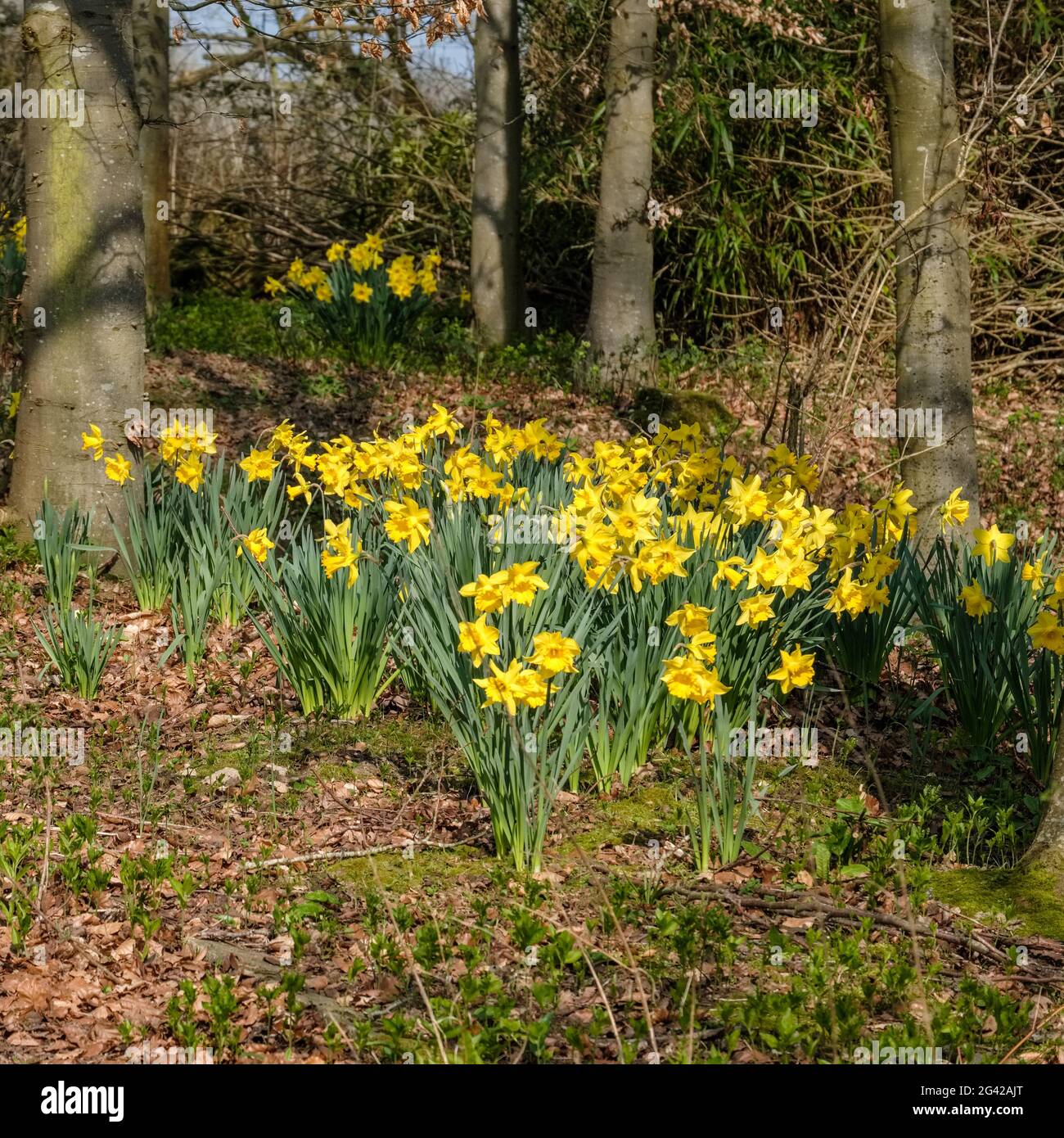 A Group Daffodils Flowering in Spring Sunshine Stock Photo - Alamy