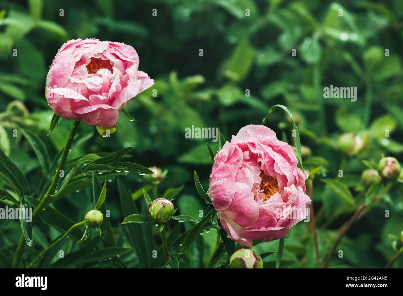 Two pink peonies hi-res stock photography and images - Alamy