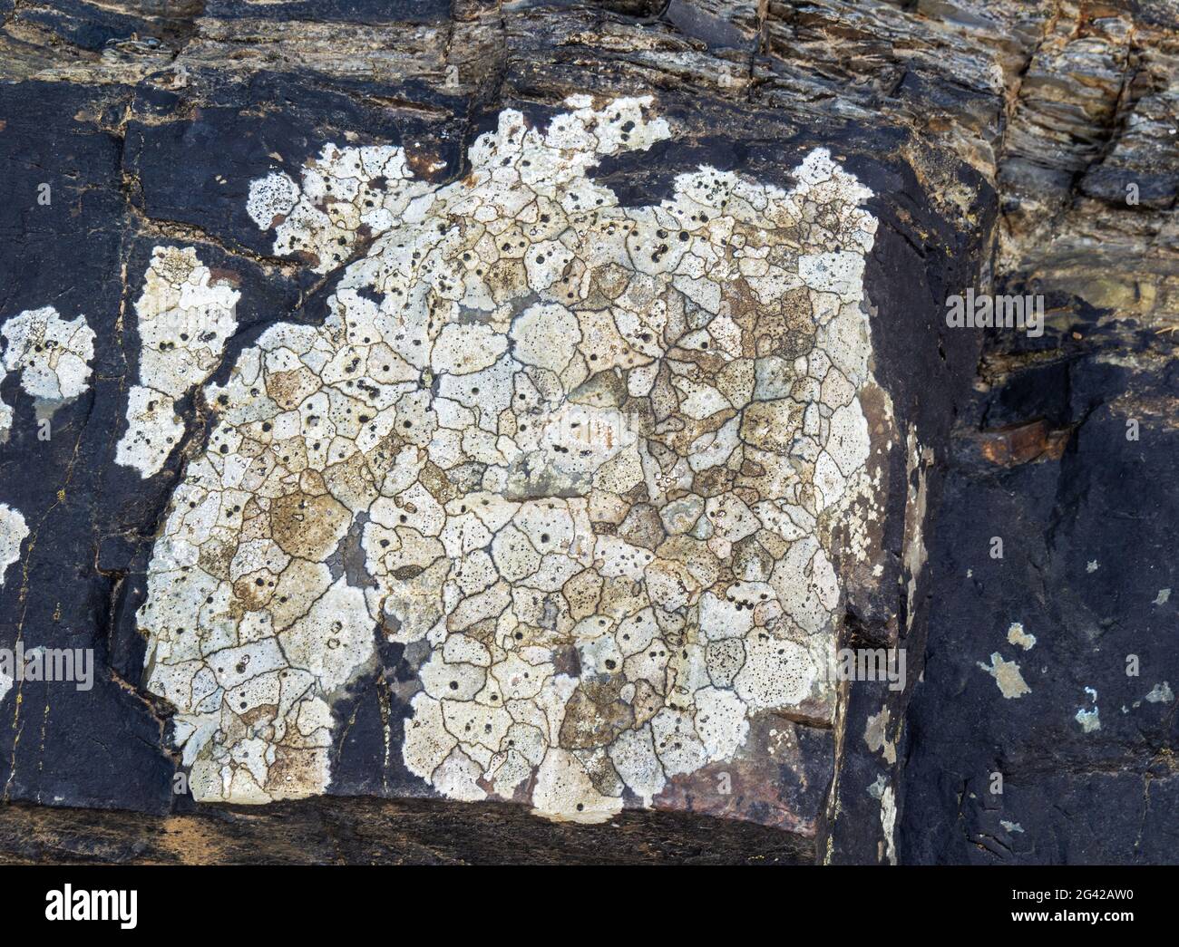 Lichen crust hi-res stock photography and images - Alamy