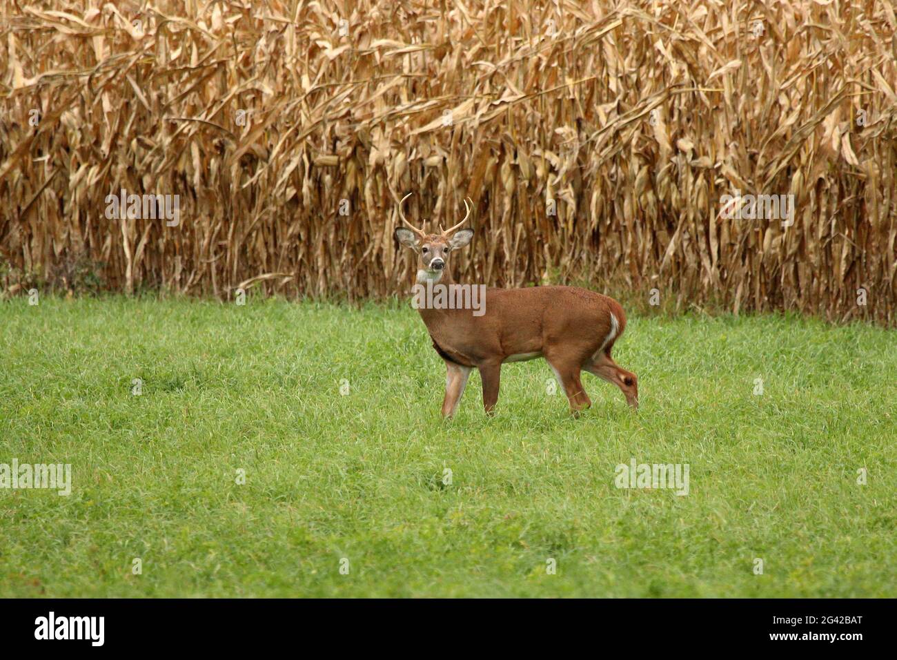 A large Whitetail Buck stands in a hay field next to a field of ...
