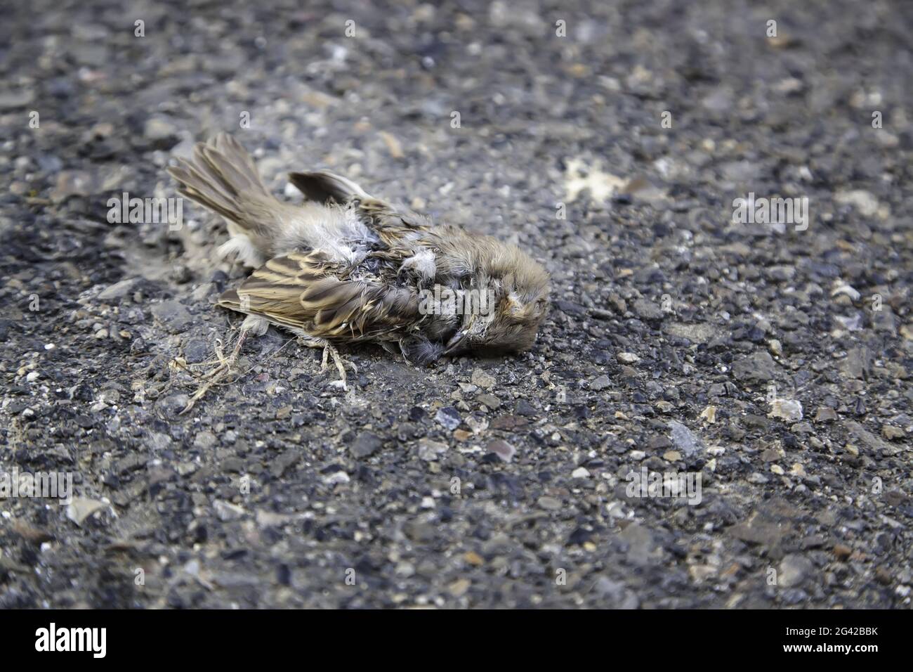 Wild accident hi-res stock photography and images - Alamy