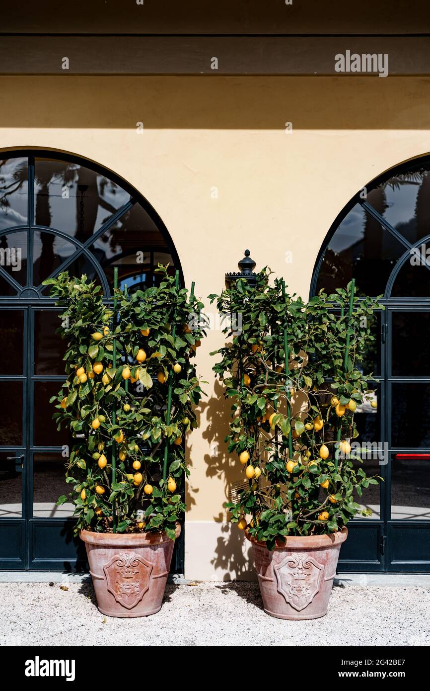 Lemon trees in pots hi-res stock photography and images - Alamy