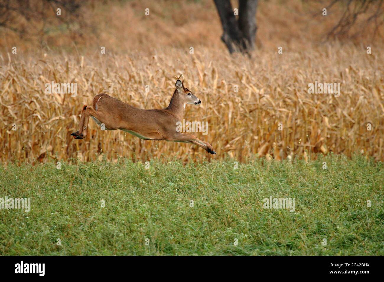 Whitetail buck running hi-res stock photography and images - Alamy