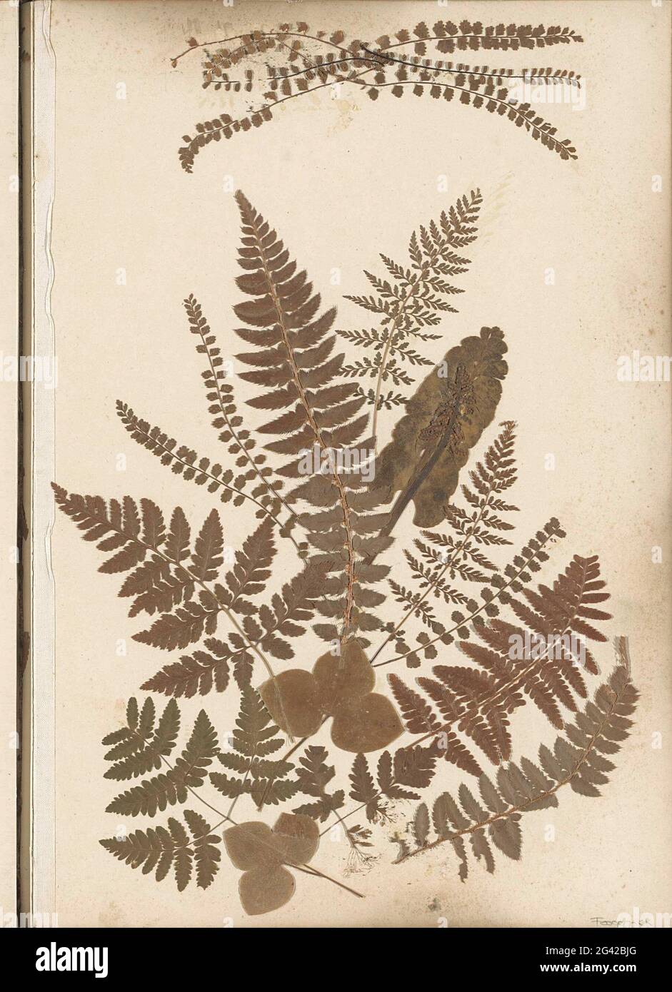 Collage of ferns, presumably from the Alps. Part of travel album with ...