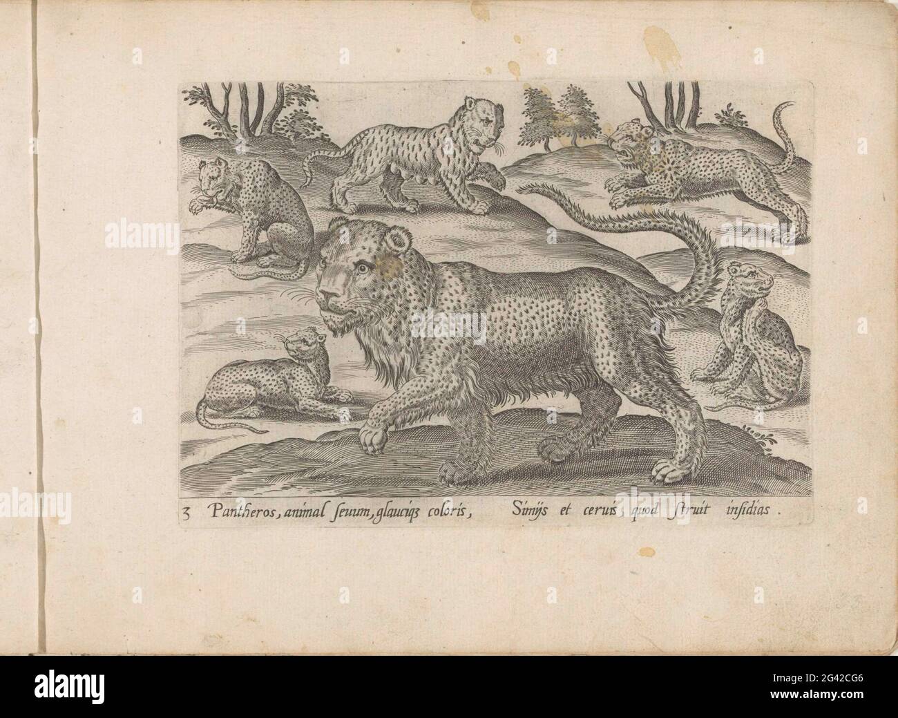 Six panthers; Animals. Different panthers. Center for a running panther ...