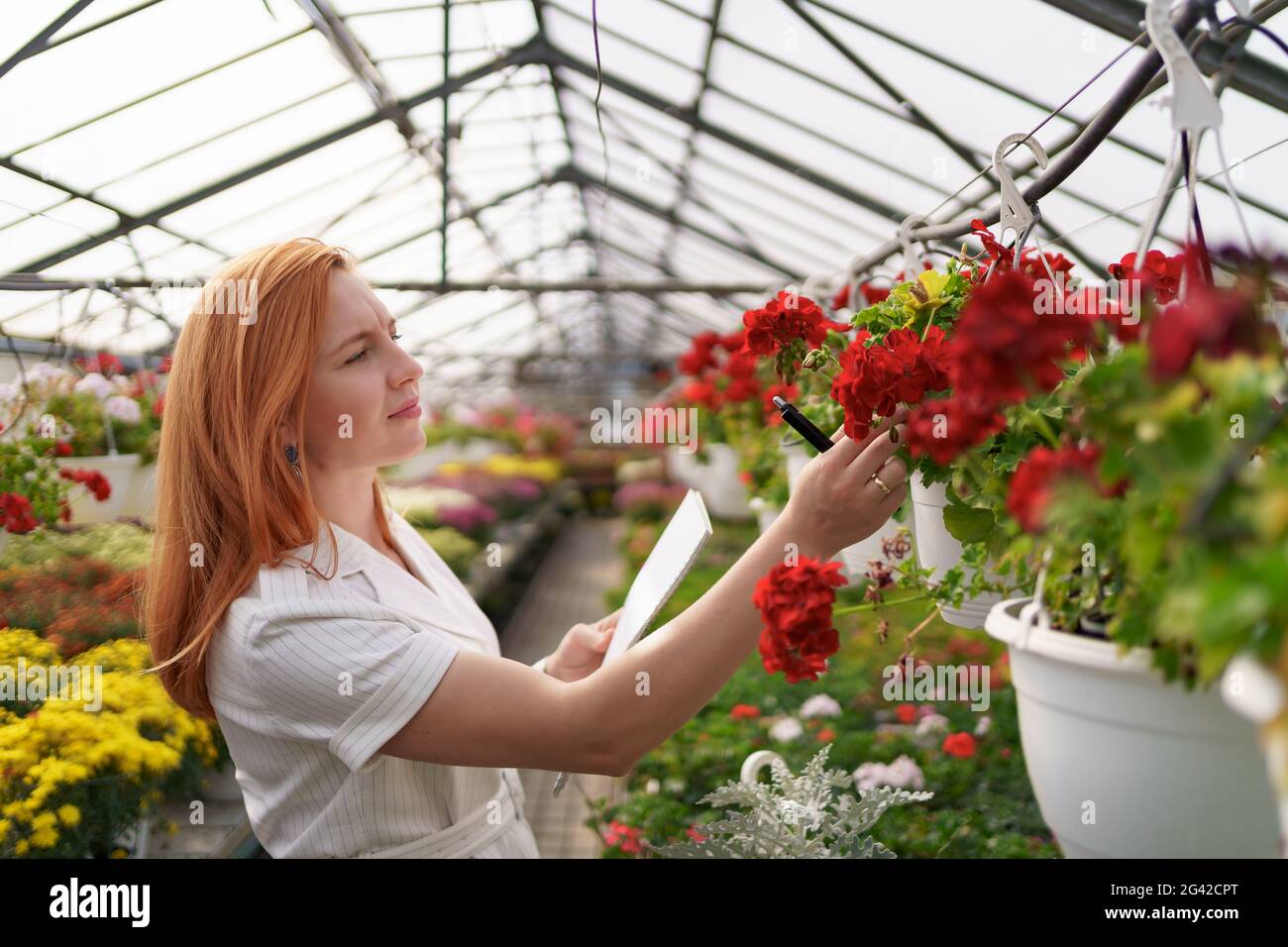 Smart greenhouse control. Female worker inspects red flowers and note data at daylight Stock ...
