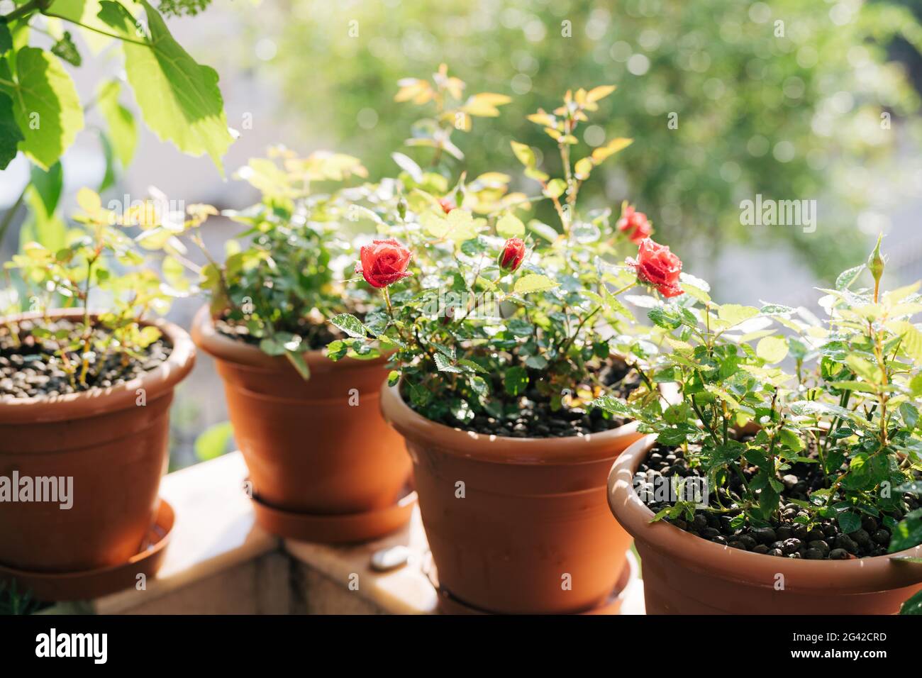 Flower Pots With Red Roses