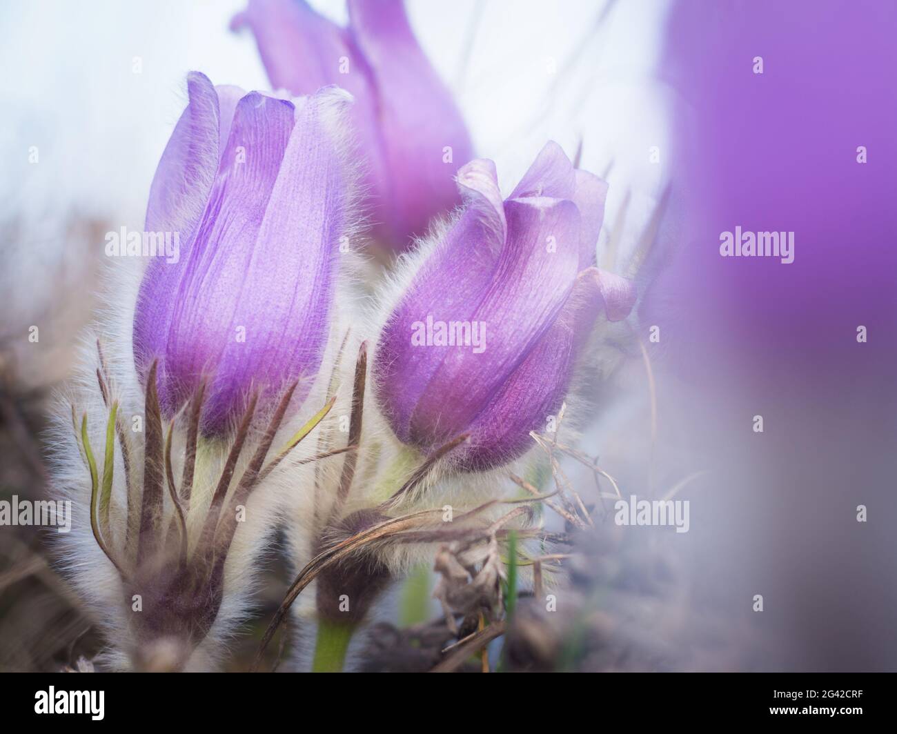 Pasque flower in spring Stock Photo - Alamy