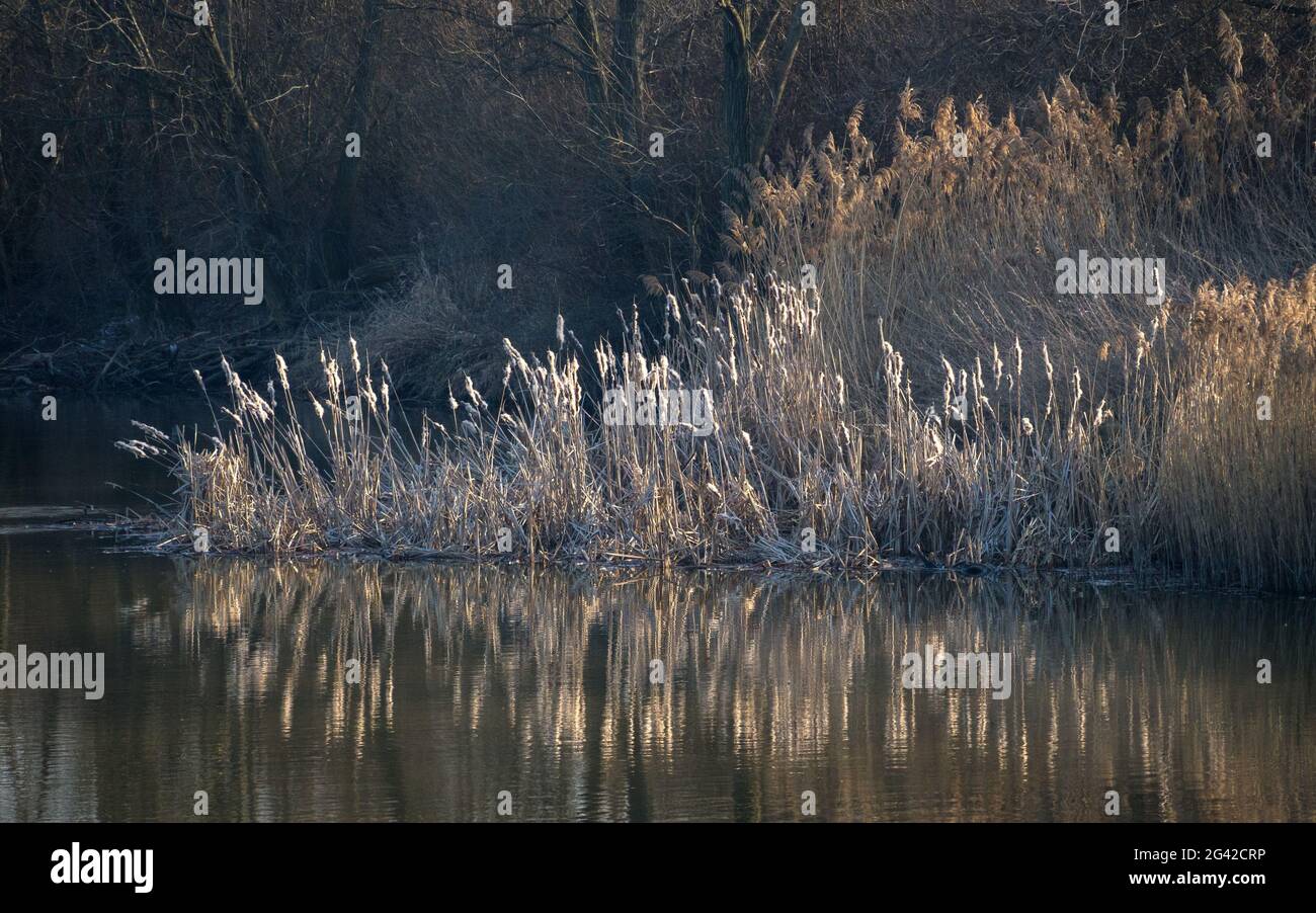 Beautiful autumn lake reeds on hi-res stock photography and images - Alamy