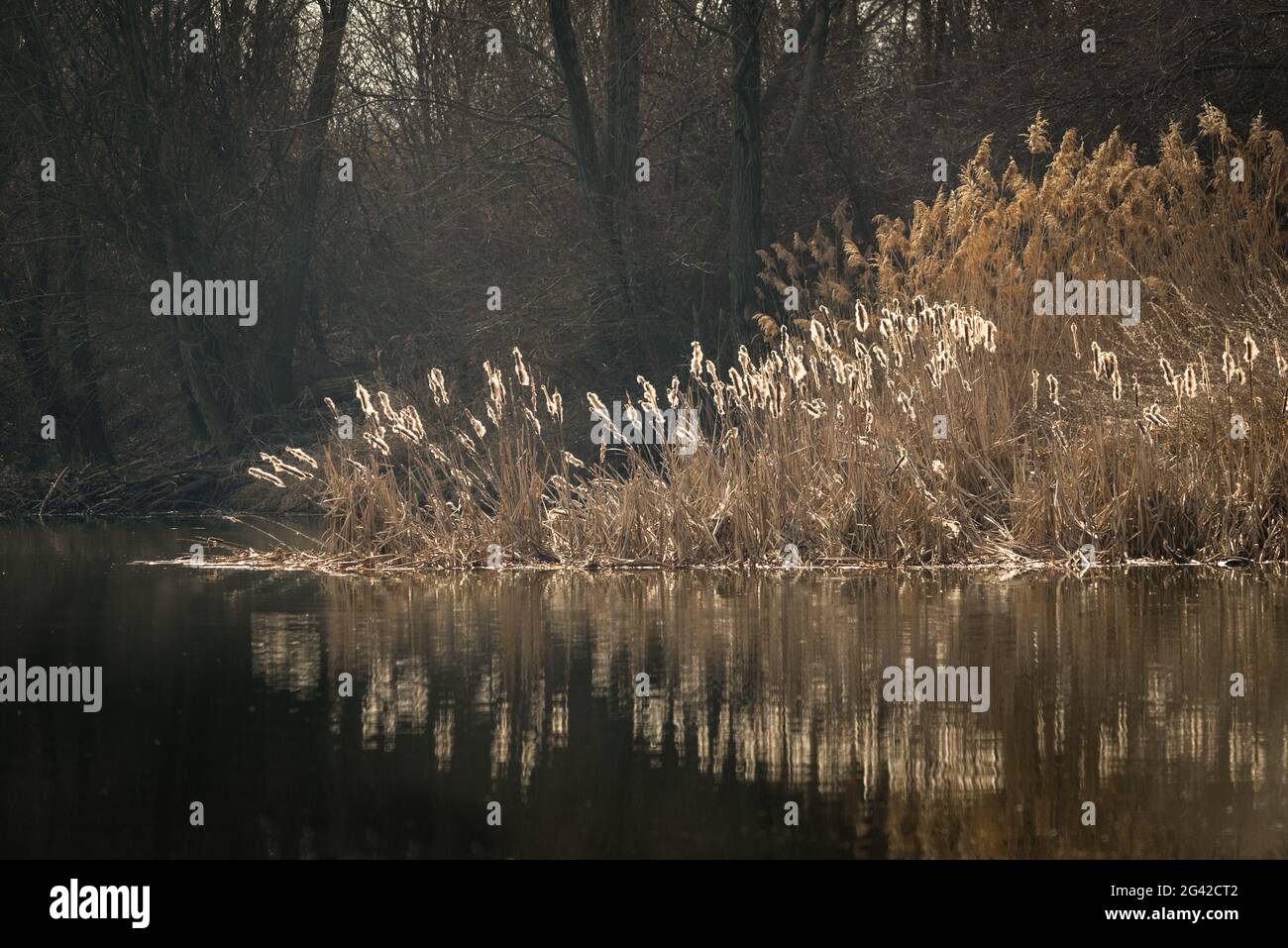 Reeds on a lake reflection Stock Photo - Alamy
