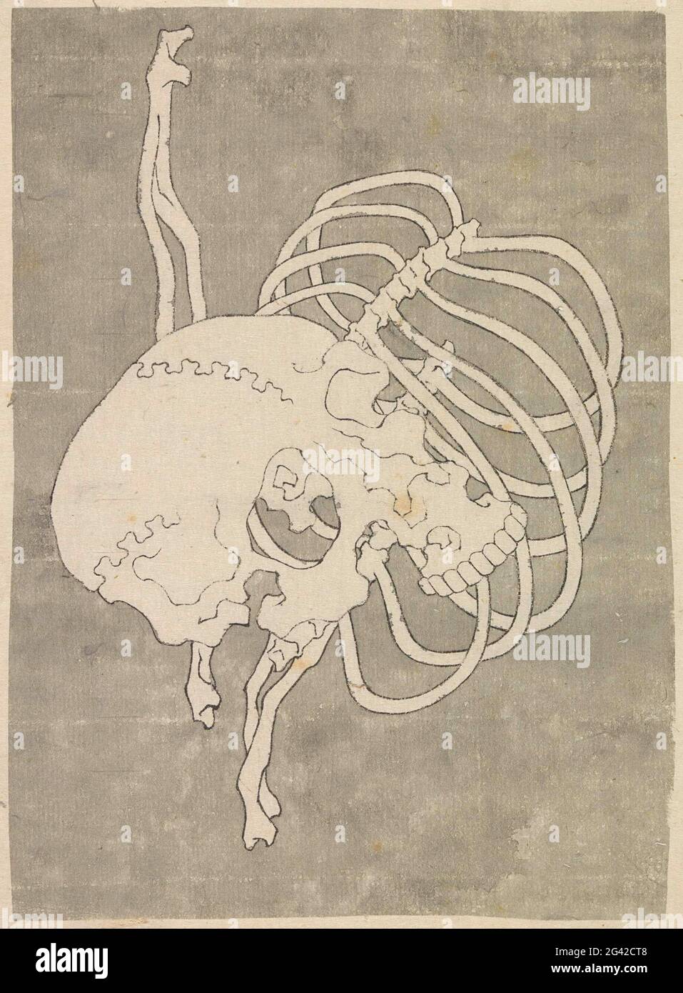 Skull and a rib cage. A skull and a rib cage, saved in white against a ...