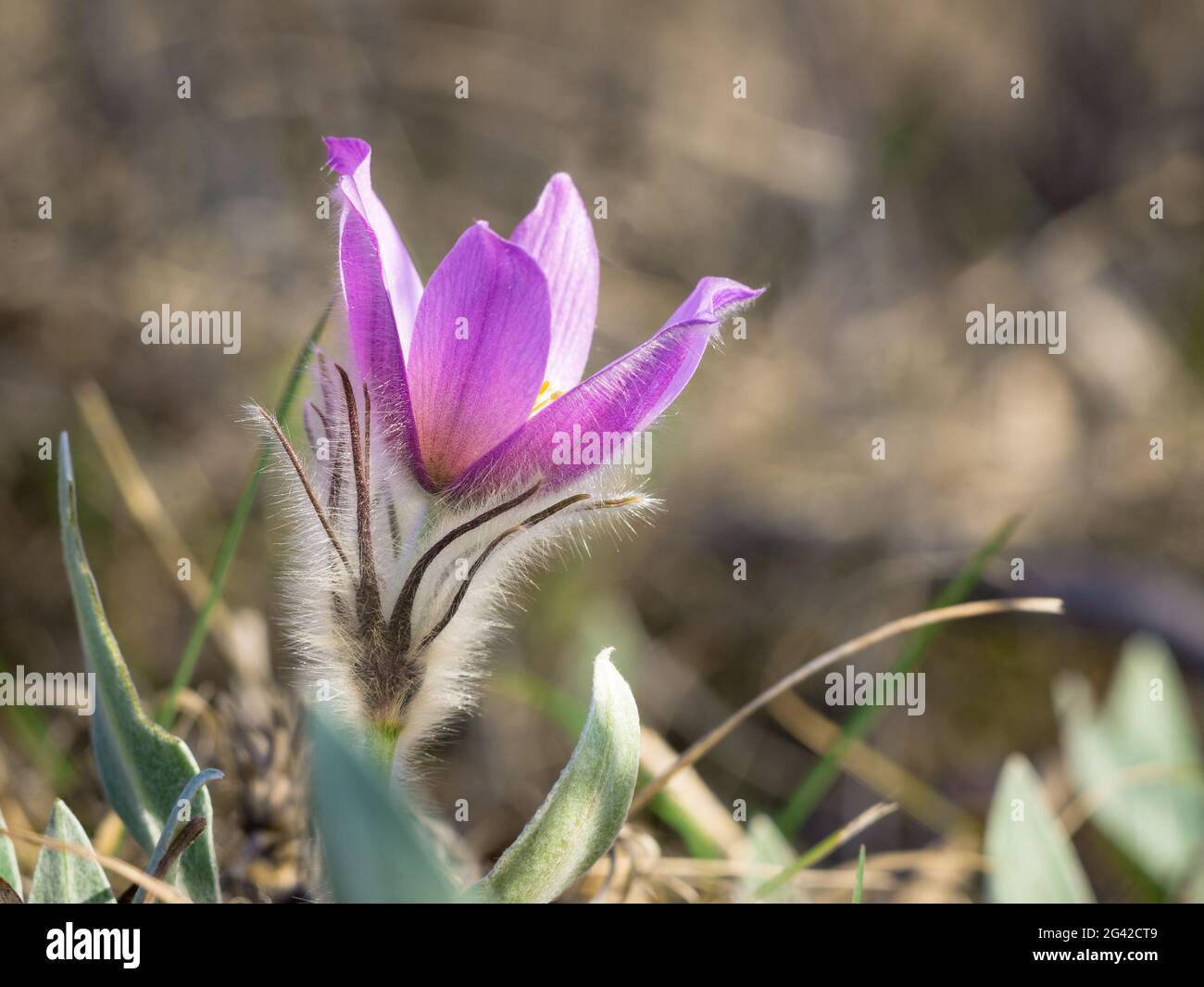 Pasque flower in spring Stock Photo - Alamy