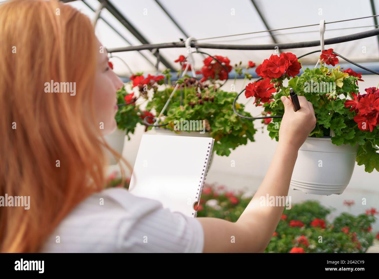 Smart greenhouse control. Female worker inspects red flowers and note data at daylight Stock ...