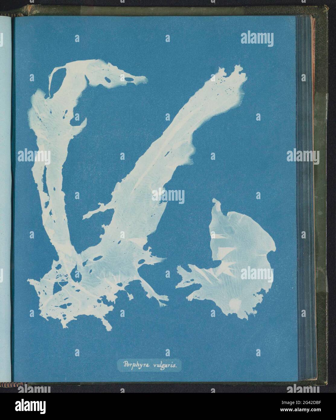 Porphyra vulgaris; Seaweed Stock Photo - Alamy