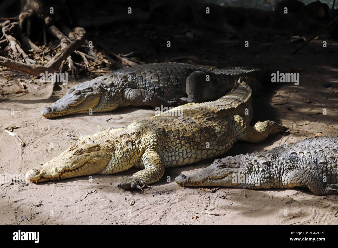 Gambia; Capital Region Banjul; Kachikally crocodile pool in Bakau ...