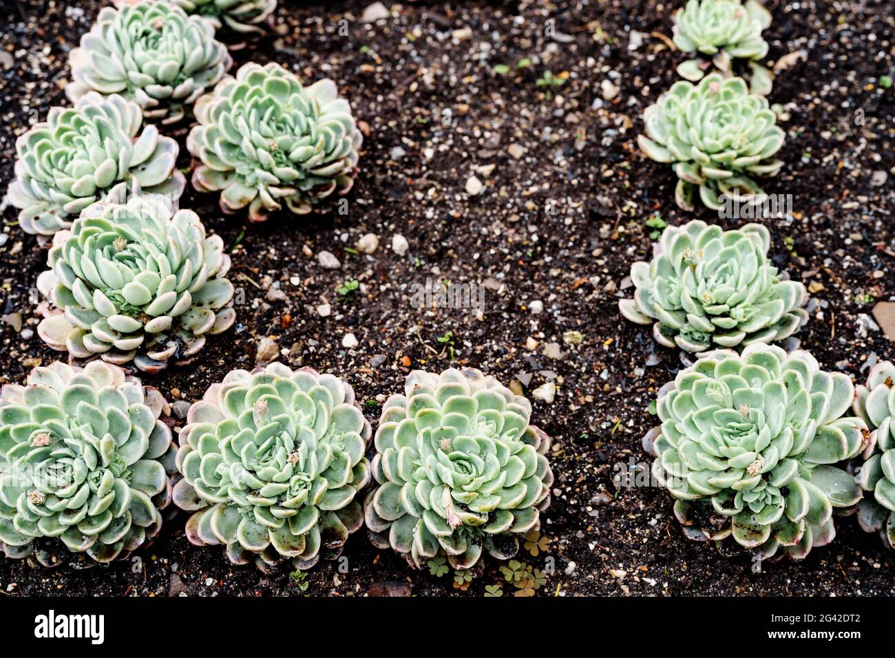 Green succulents hi-res stock photography and images - Alamy