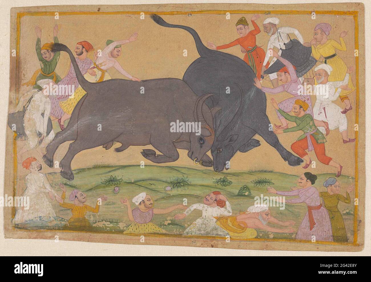 Water buffalo fight. In a hilly landscape, two large water buffalo are ...