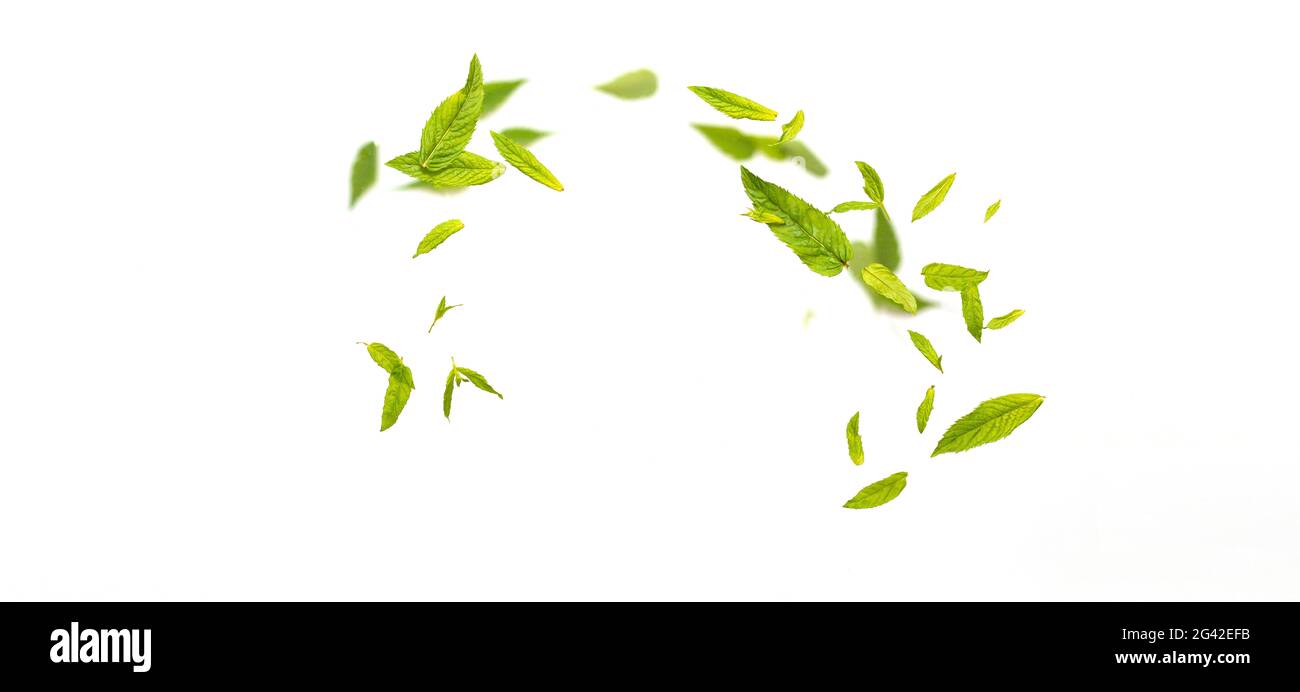Random flying in the air green mint leaves isolated on white background ...