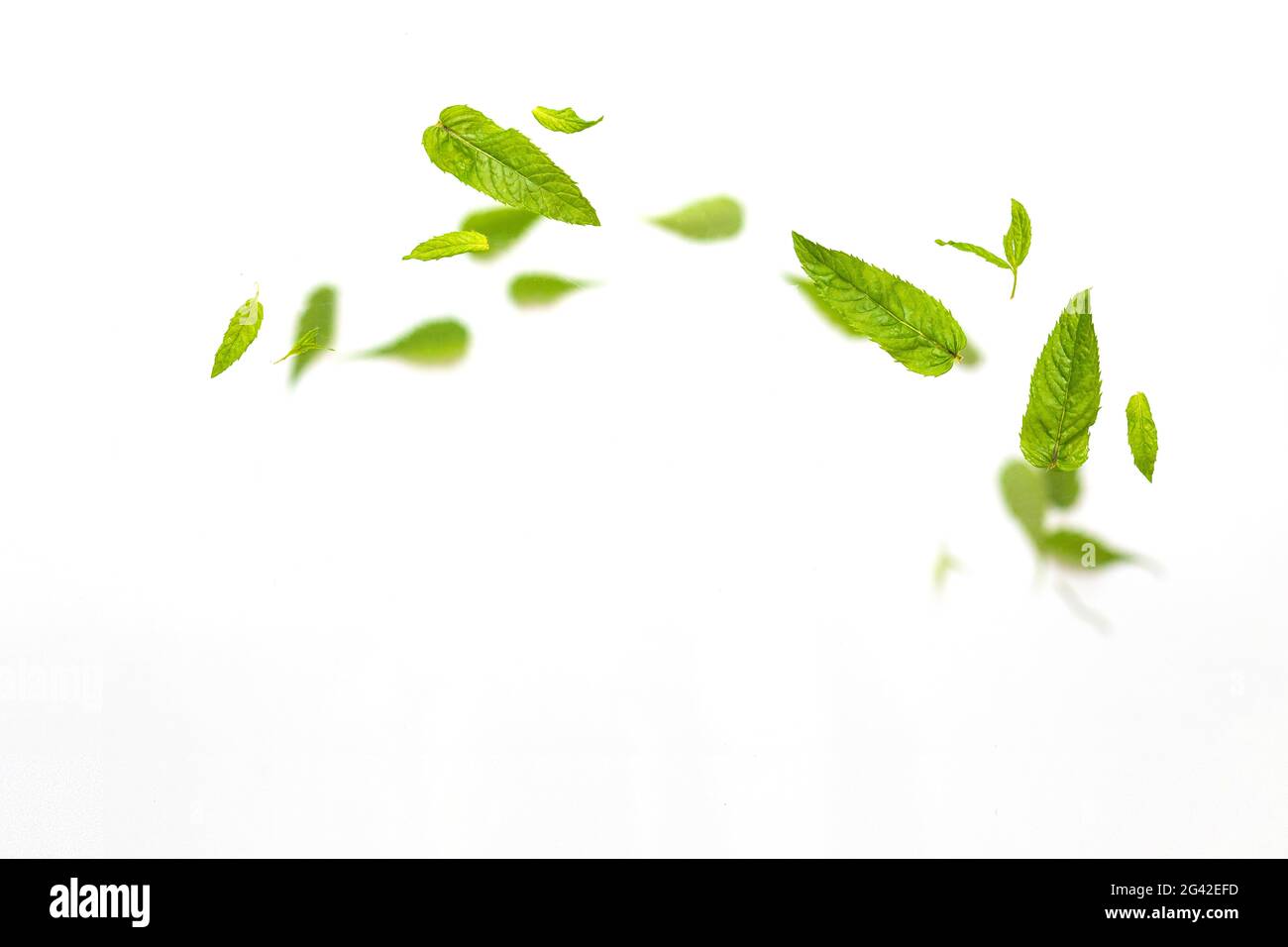 Random flying in the air green mint leaves isolated on white background ...