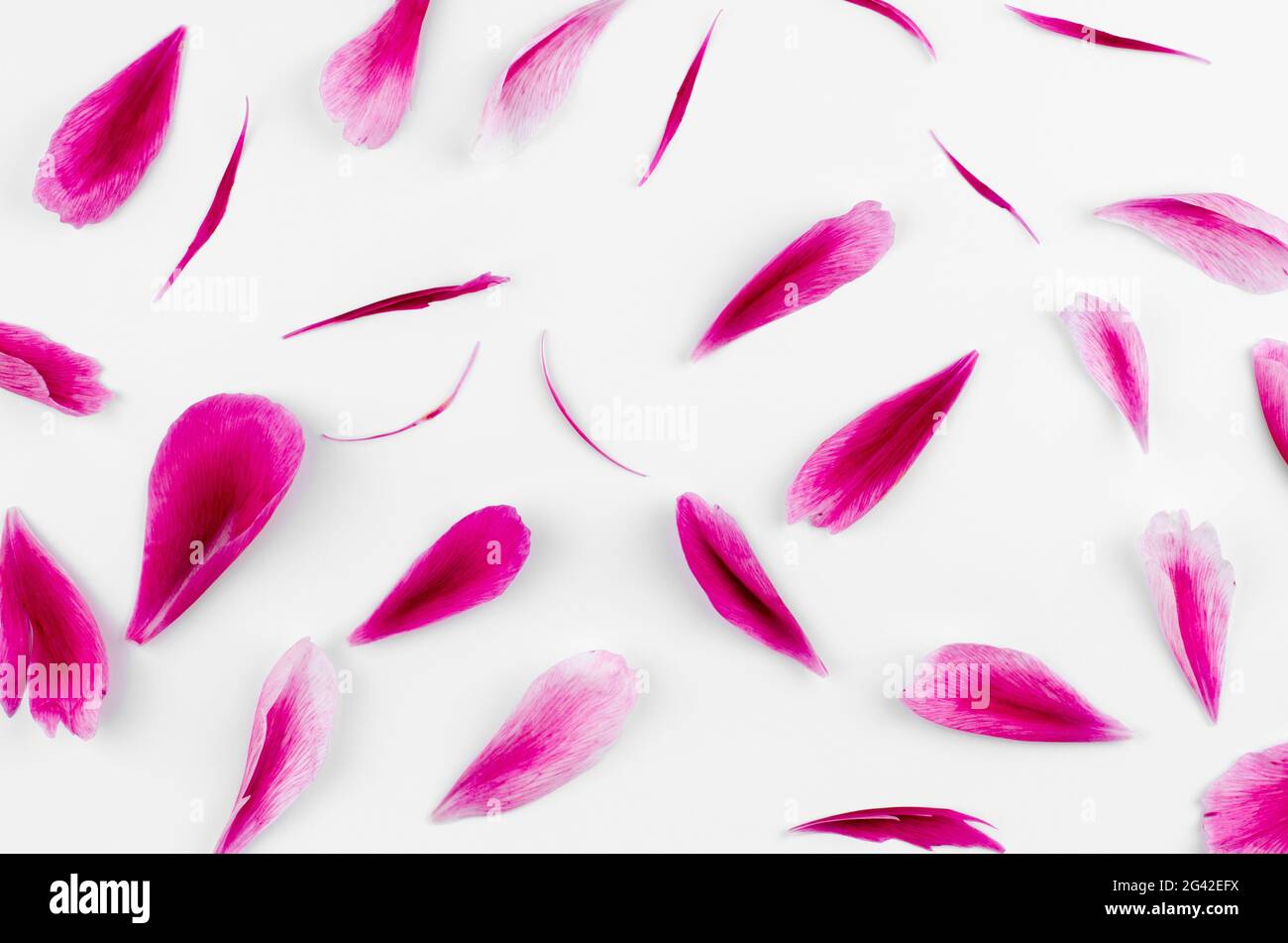 Pink petals of a peony flower in different sizes on a white background ...