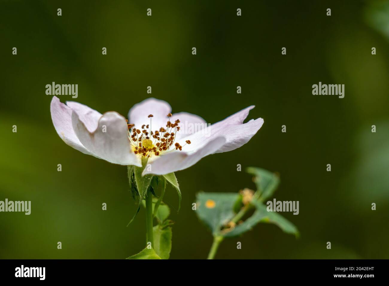 Wild white Dog Rose (Rosa canina) flowering in summer Stock Photo - Alamy