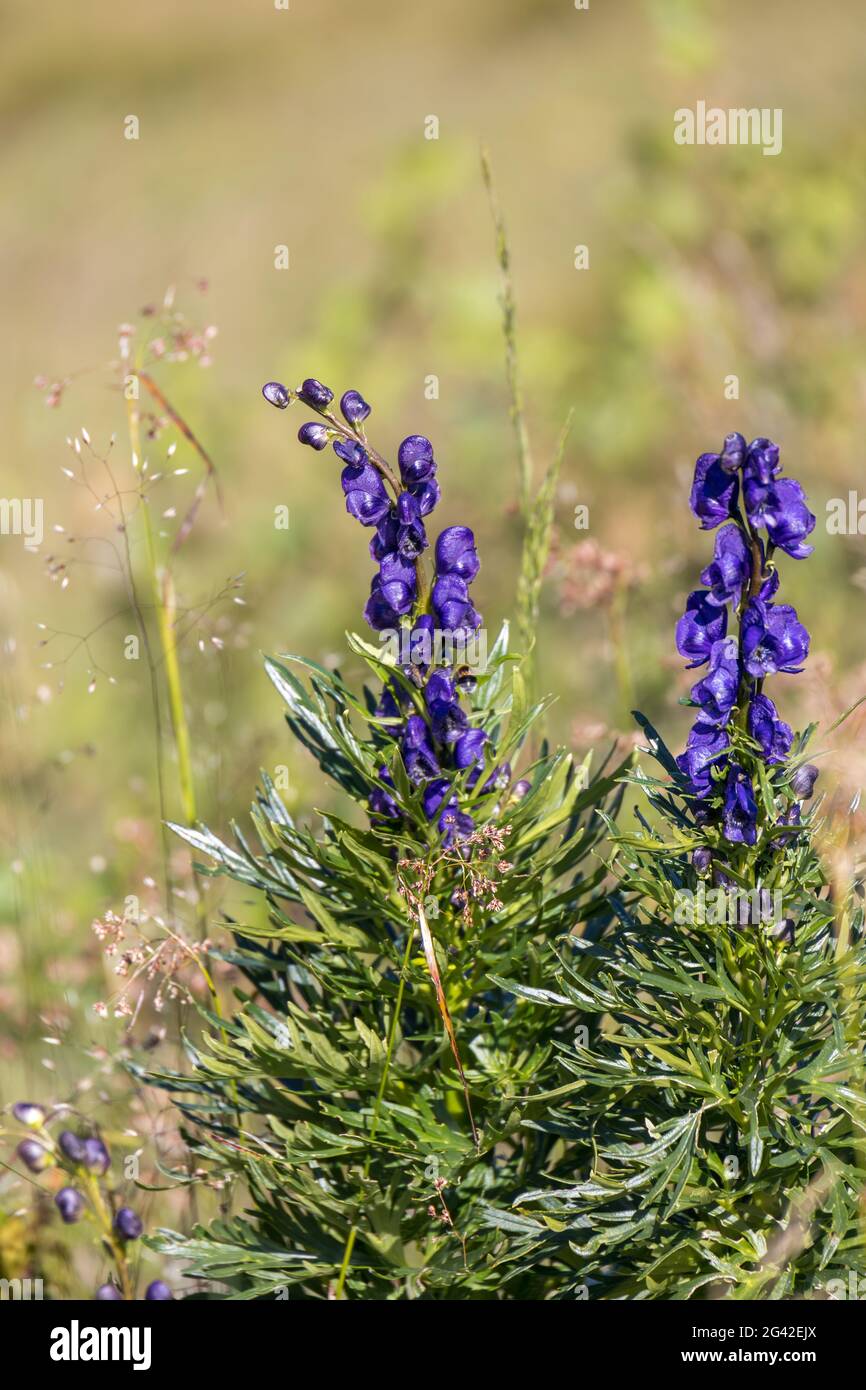 Acontium or Wolfsbane or Monks Hood (Aconitum napellus) growing wild in ...