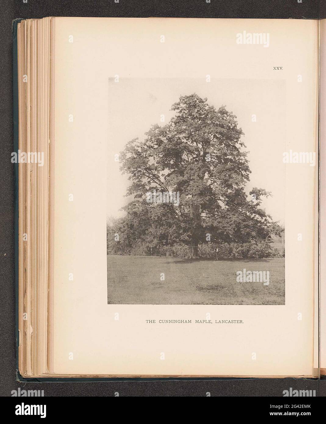 The Cunningham maple, Lancaster Stock Photo - Alamy