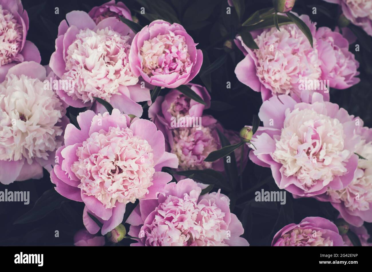 Beautiful natural background from live peonies. Spring background. A ...