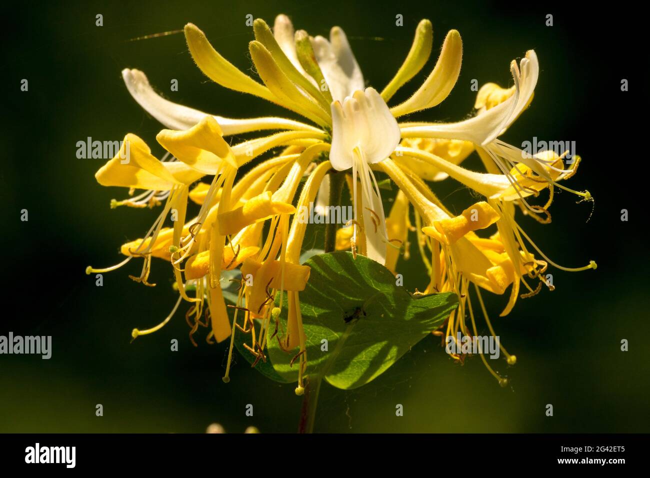 Honeysuckle Vine Yellow