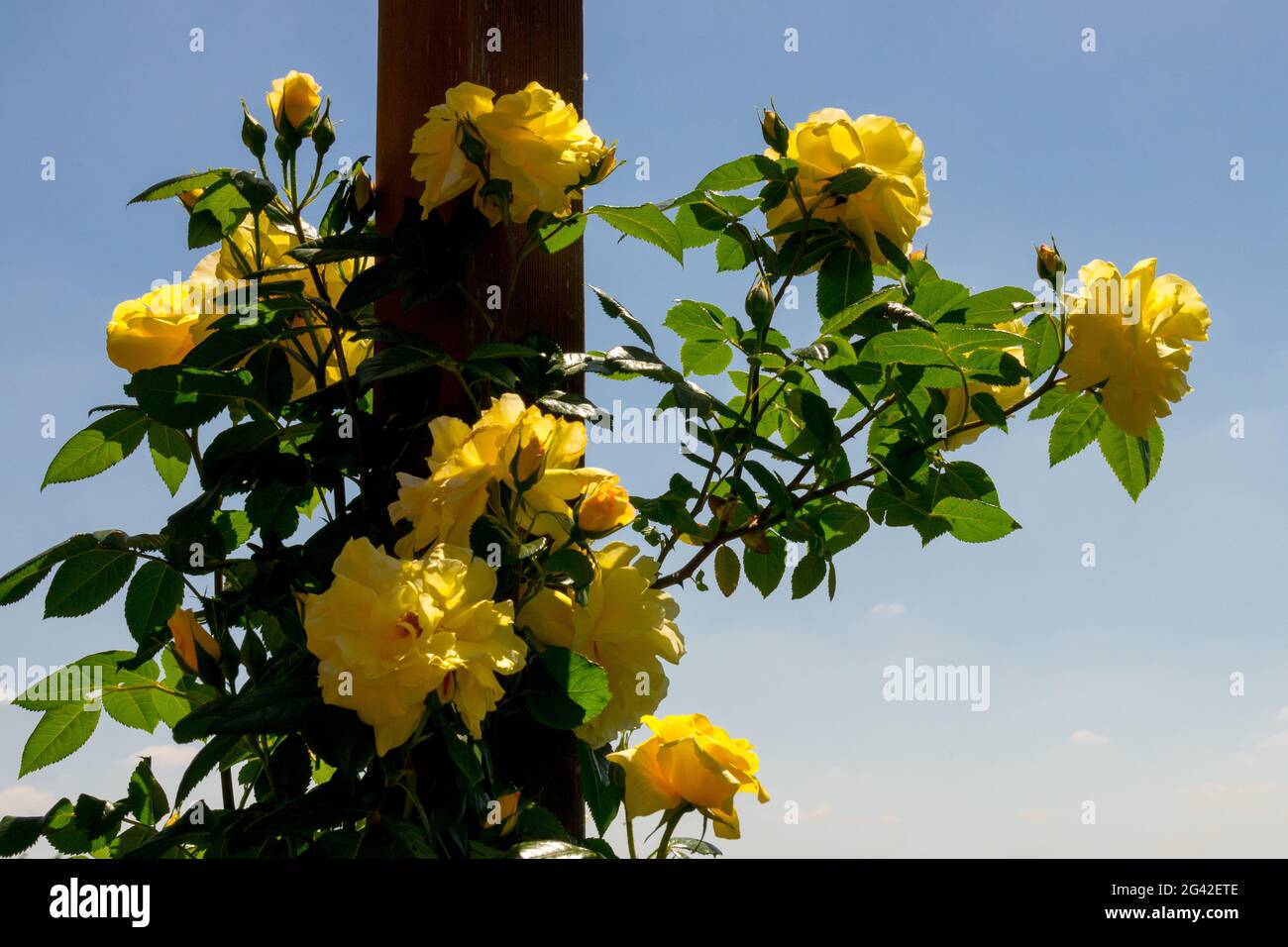 Climbing rose hi-res stock photography and images - Alamy