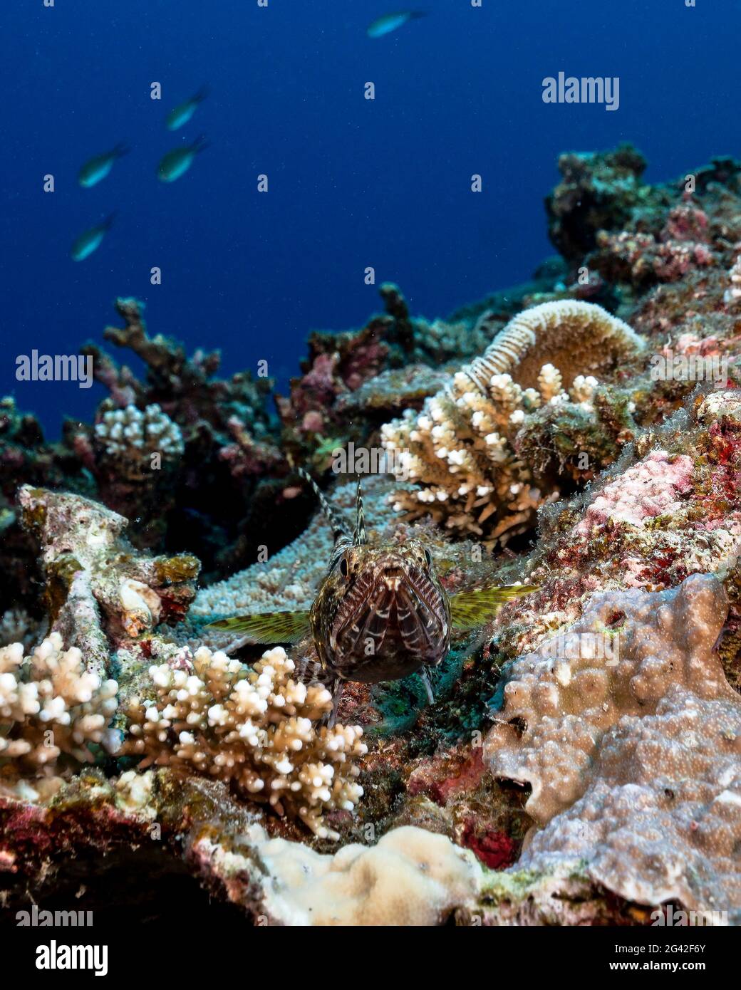 Variegated Lizardfish, Synodus variegatus, in Maldives Stock Photo - Alamy