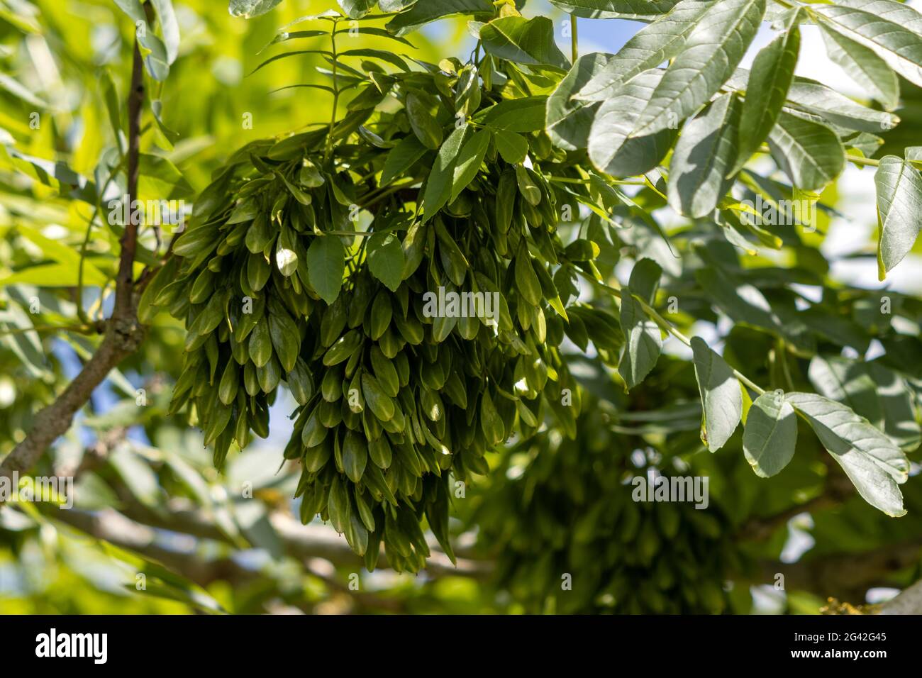 The immature fruit and leaves of the Common Ash (Fraxinus excelsior) or ...