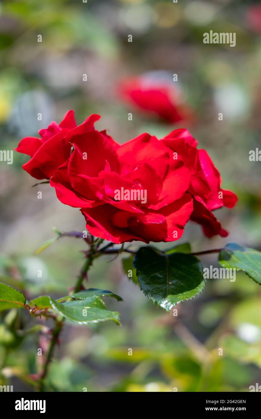 Horticulture rose garden hi-res stock photography and images - Alamy