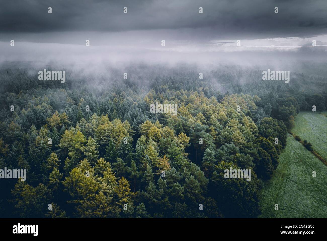 Forest and field under fog and clouds, aerial view, Wiesede, Friedeburg ...