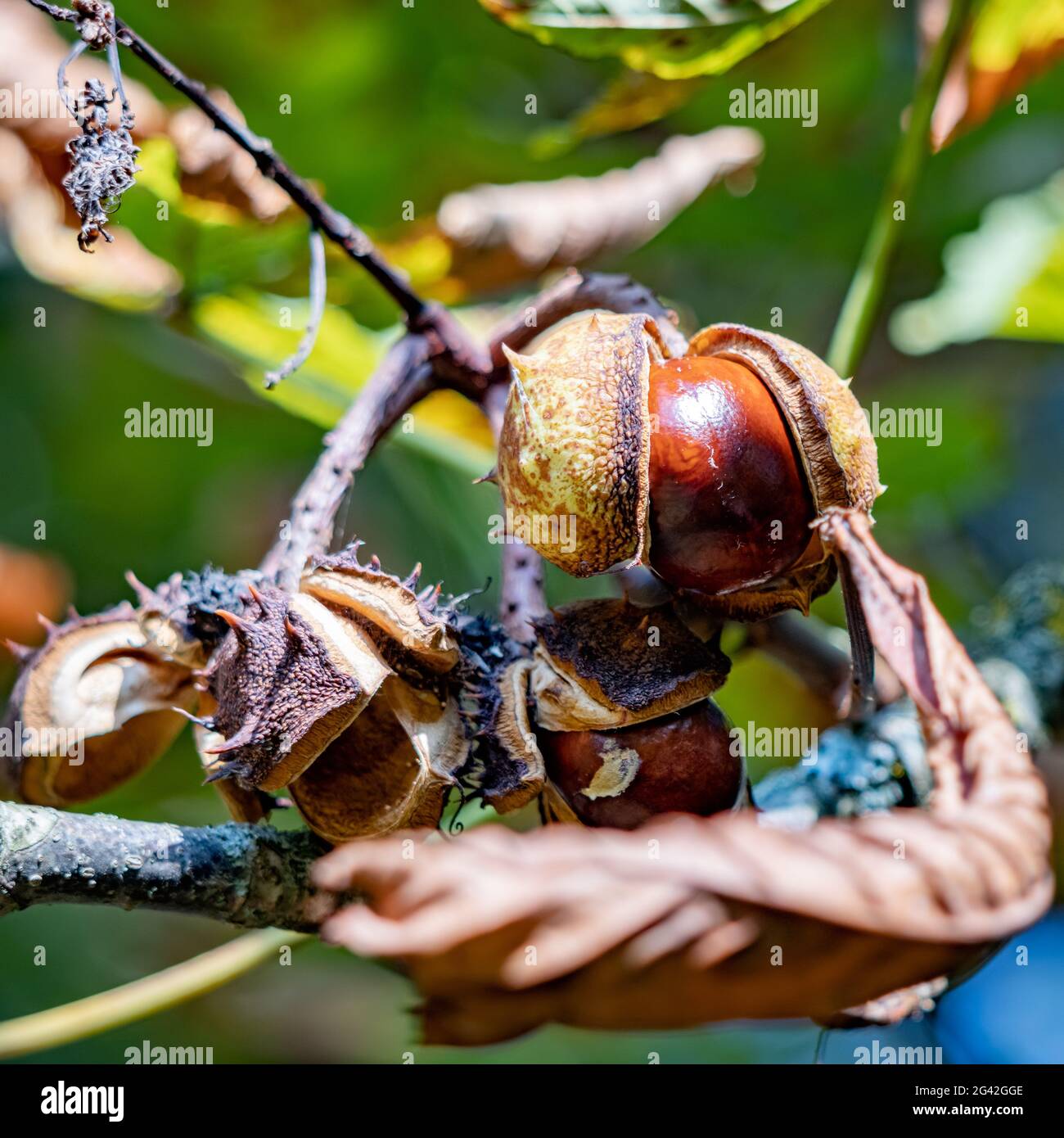Ripe fruit of the Horse Chestnut tree commonly called conkers Stock ...