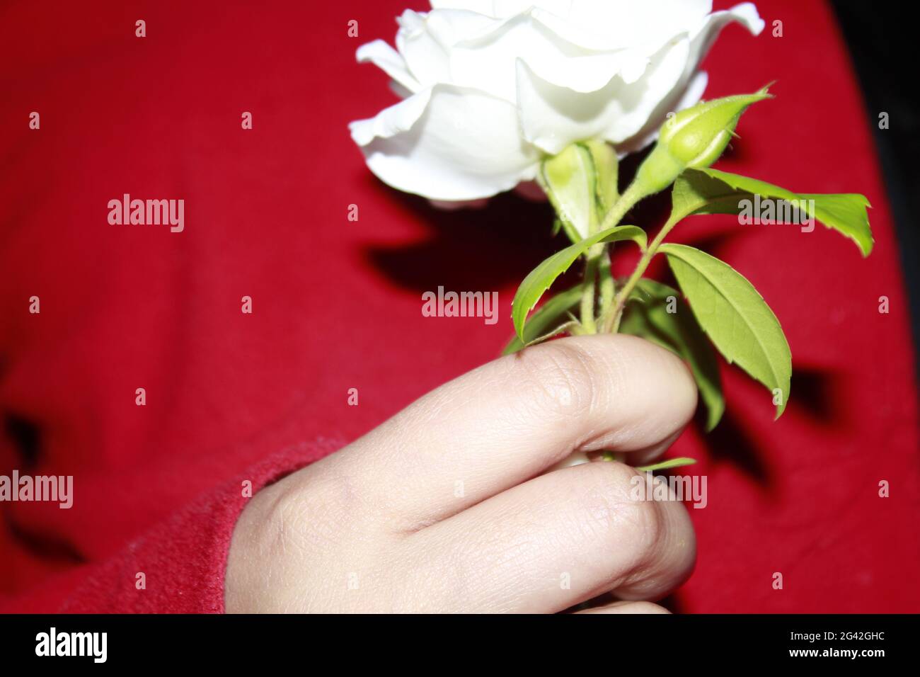 Beautiful hands flower petals hi-res stock photography and images - Alamy
