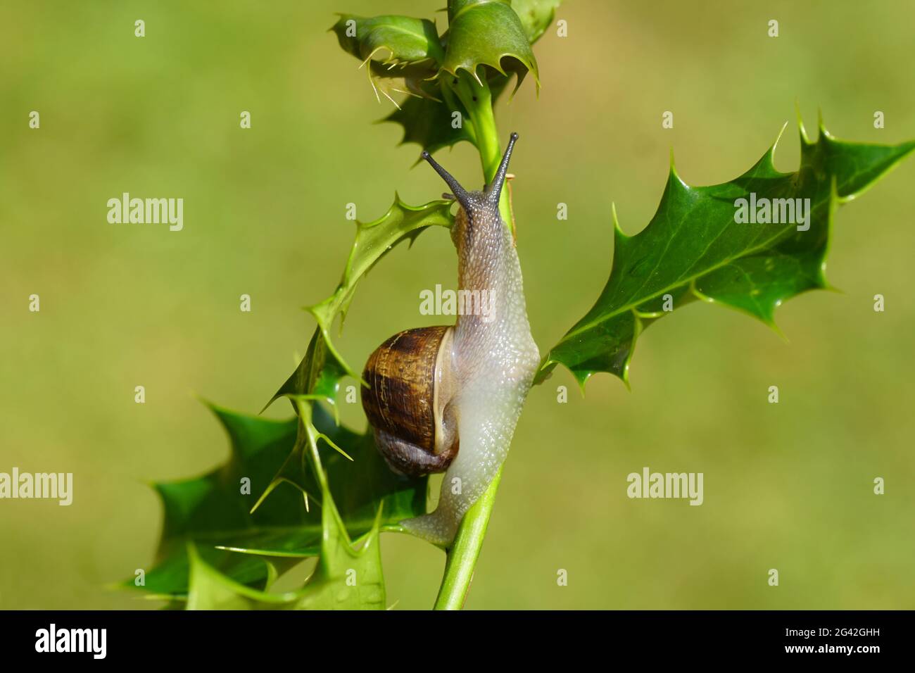 Common garden snails cornu aspersum hi-res stock photography and images ...
