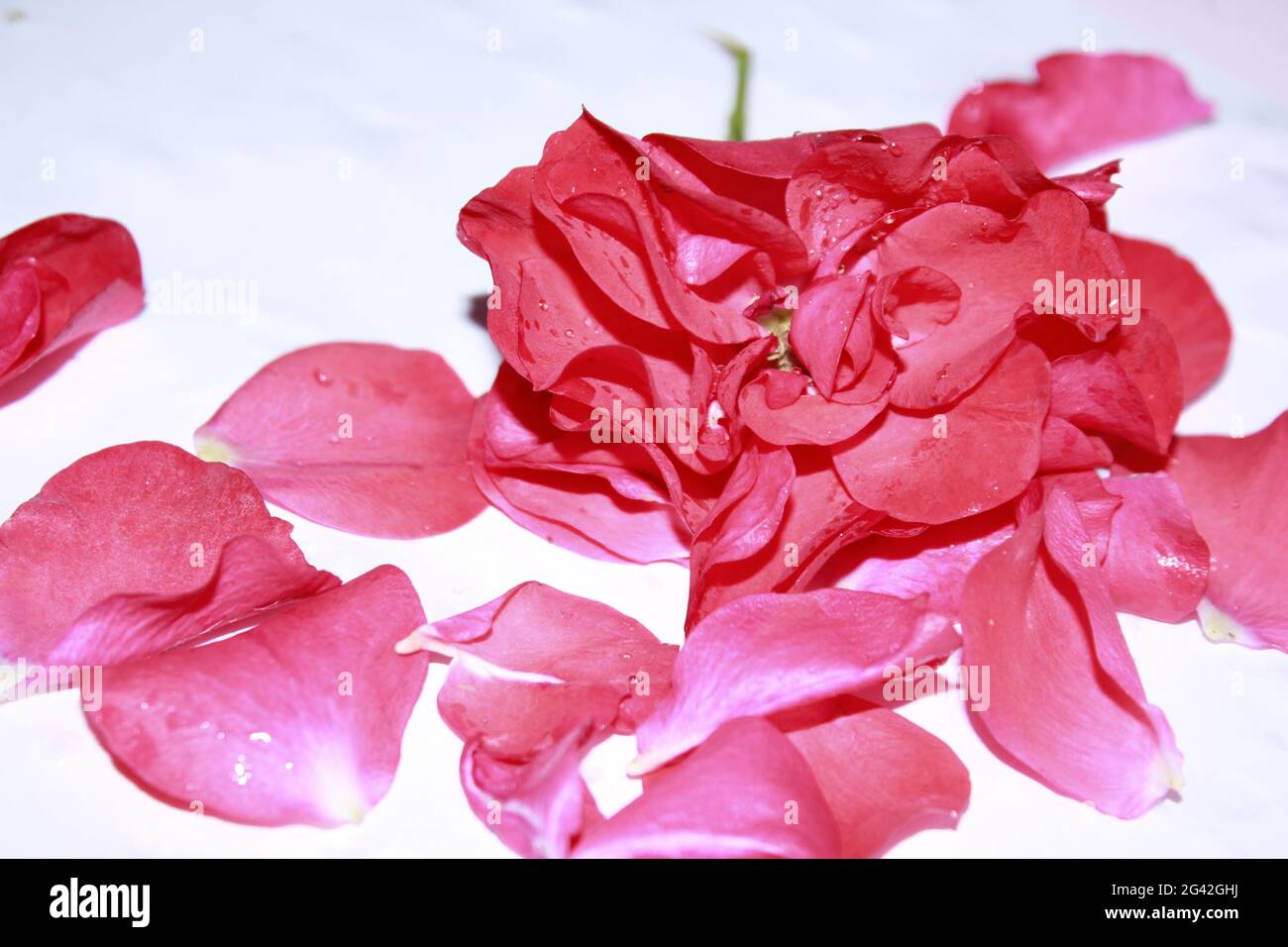 Rose flower petals on a white background - image Stock Photo - Alamy