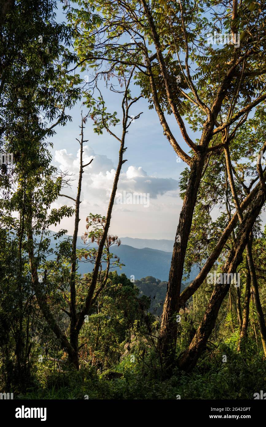 View of trees and mountains, Nyungwe Forest National Park, Western ...