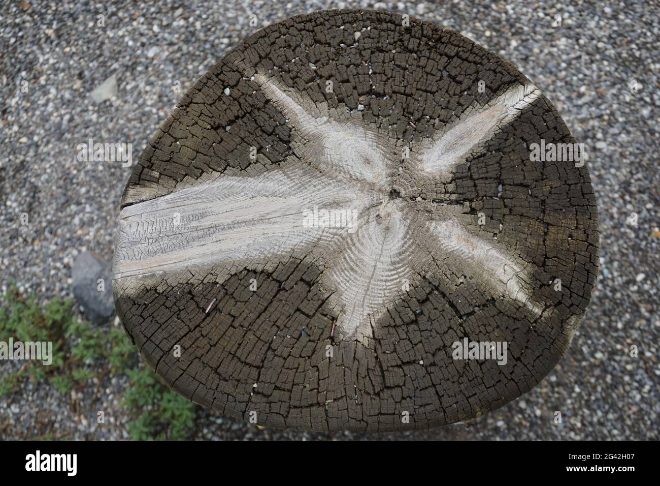 Tree with an unusual shape hi-res stock photography and images - Alamy