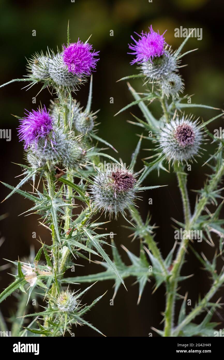 Thistle flowering on a summer's day in Sussex Stock Photo - Alamy