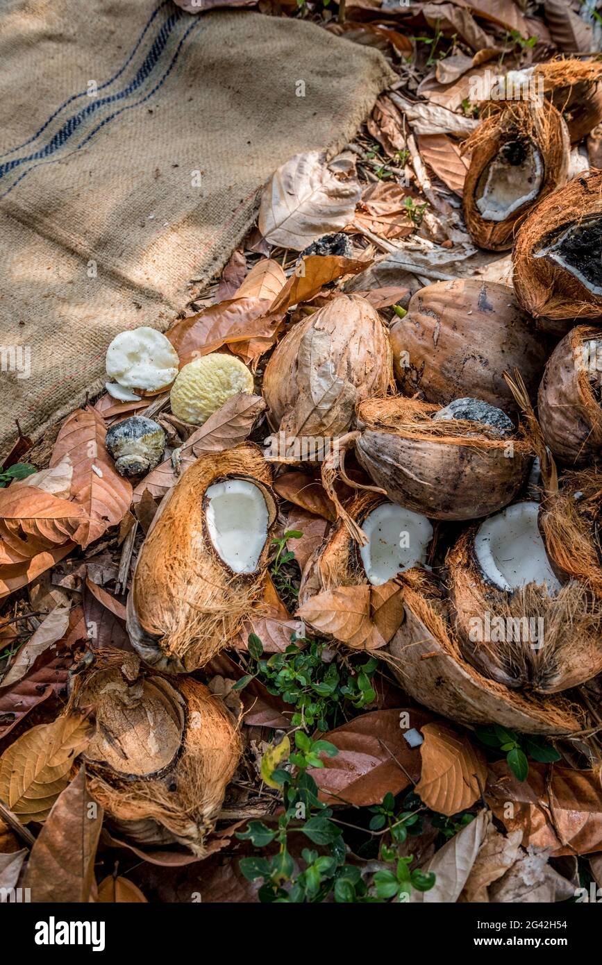 Production of copra, malekula, vanuatu, south sea, oceania Stock Photo ...
