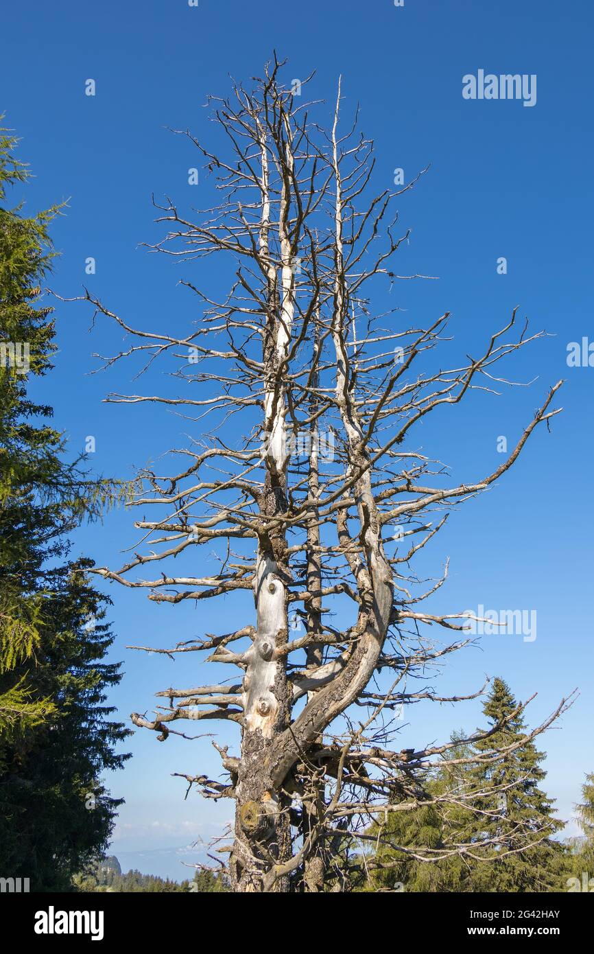 Dead tree near Sciliar mountain in the Dolomites Stock Photo - Alamy