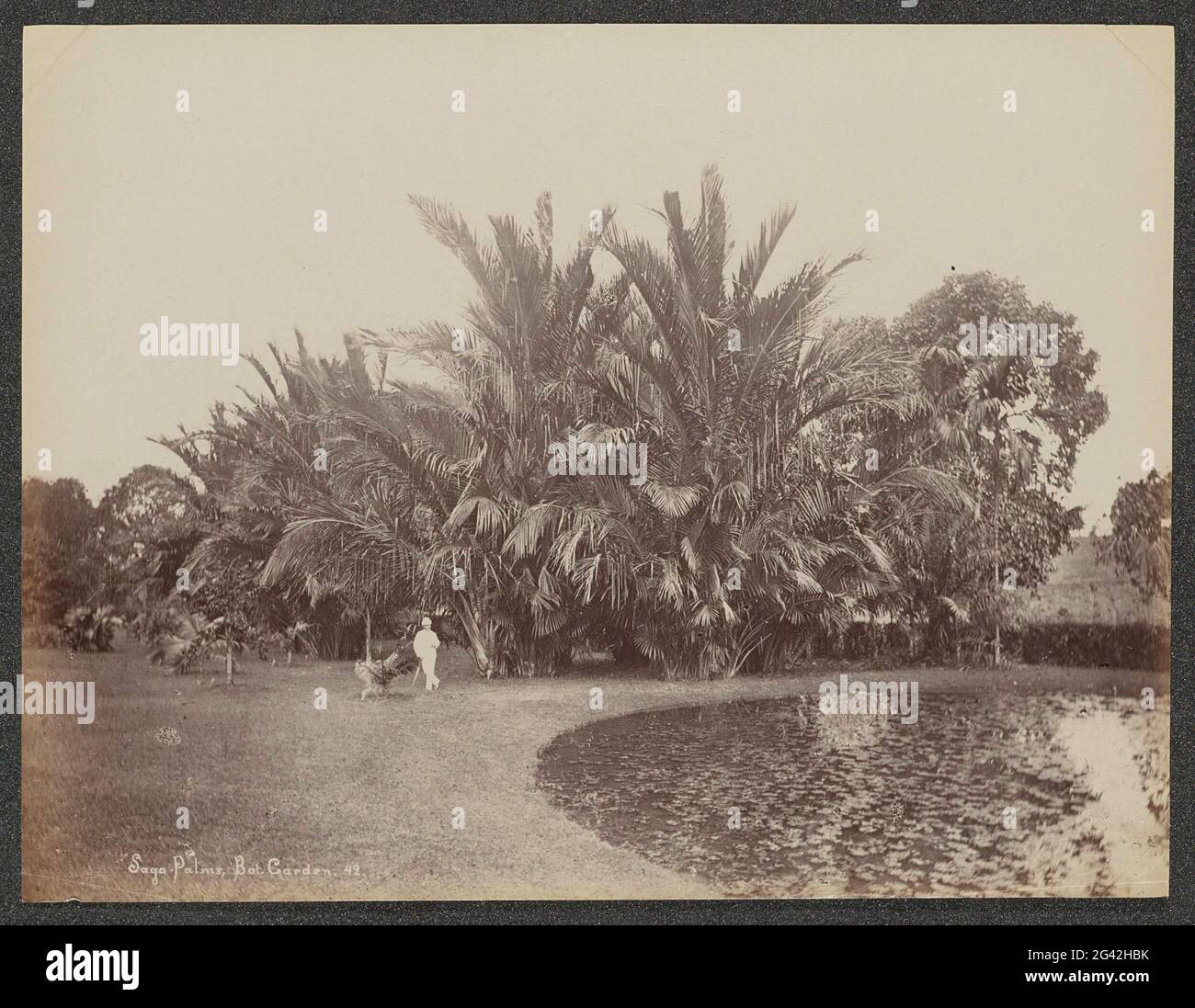 Man posing for sagopalms in the botanical garden of (presumably ...