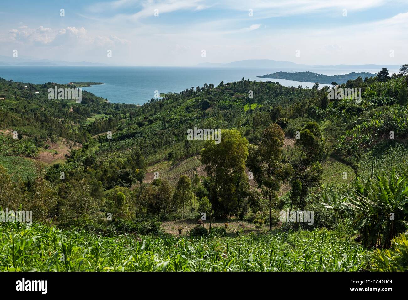 Banana tree plantation with Lake Kivu in the distance, near Kinunu ...