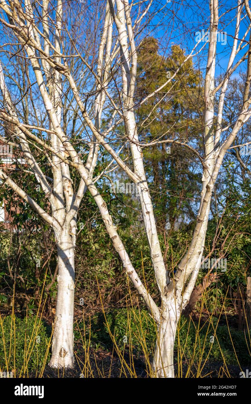 Silver birch trees winter hi-res stock photography and images - Alamy