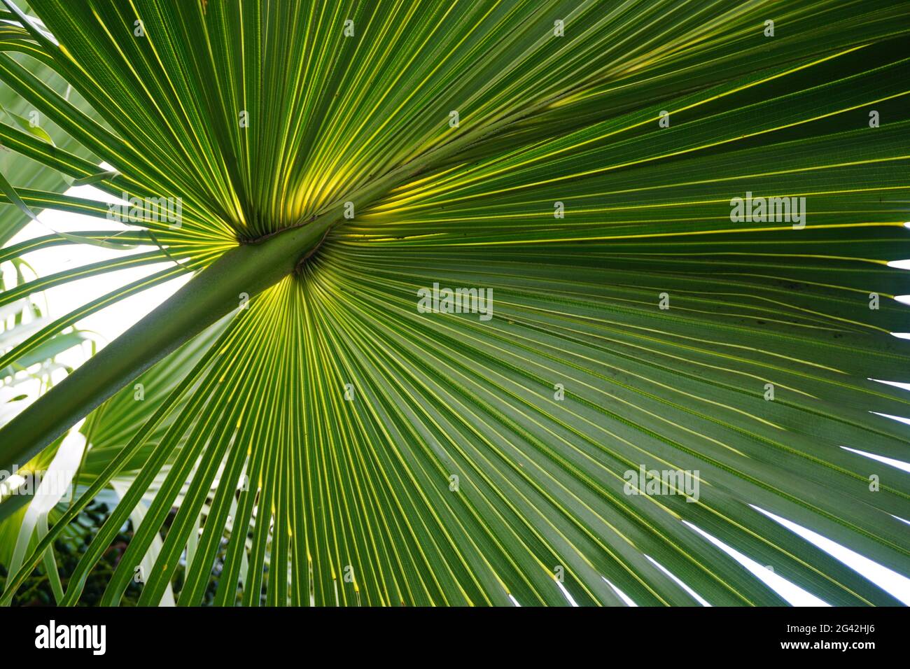 closeup of the underneath on a palm tree leaf with rays of sun shining ...