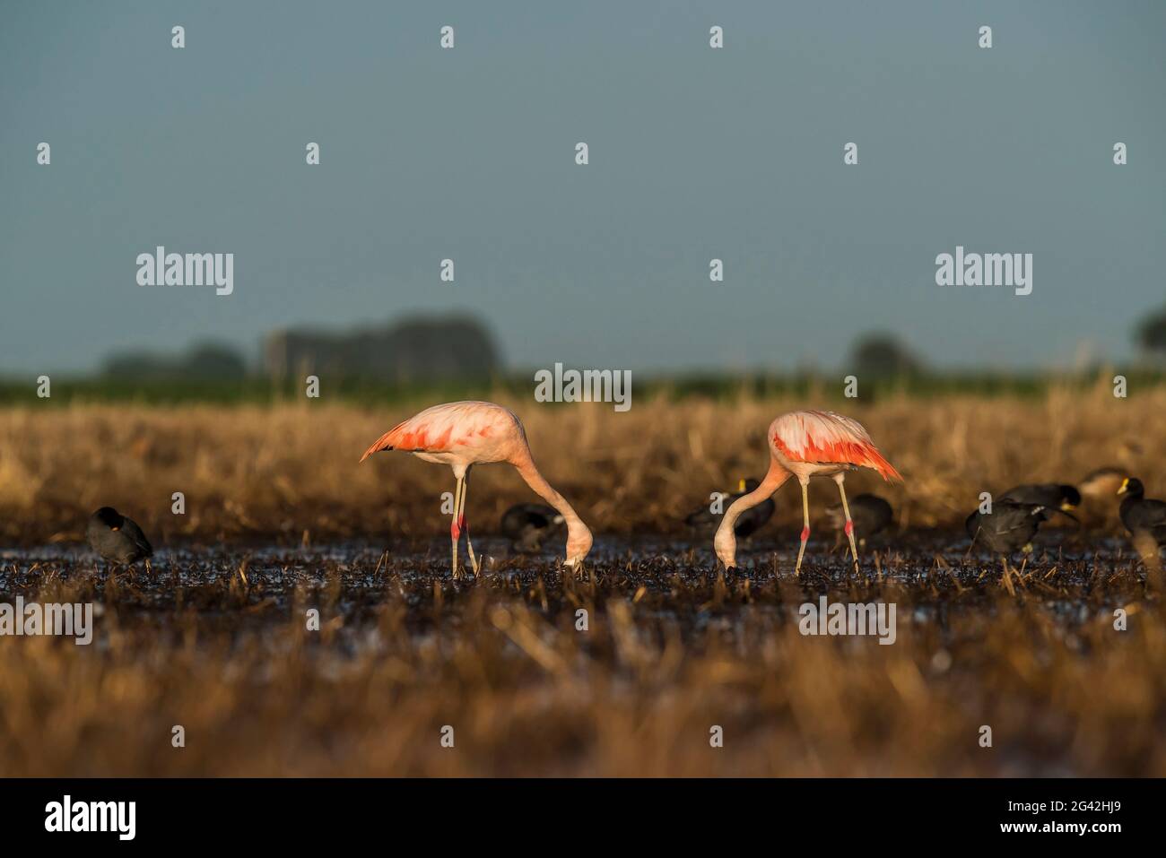 Flamingos flock in Pampas lagoon, La Pampa Province,Patagonia ...