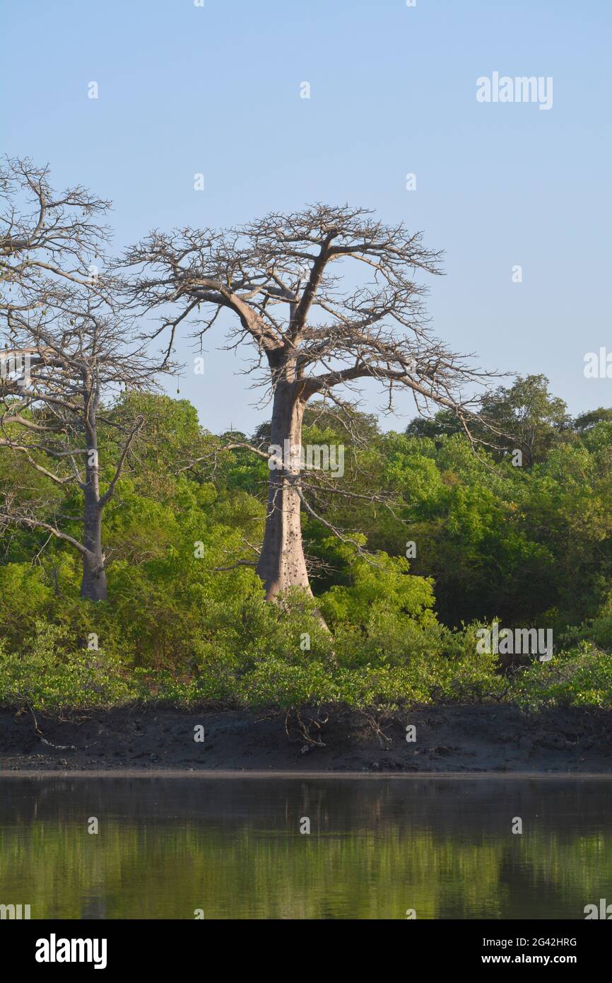 Gambia; at Bintang Bolong; wintry baobab tree without leaves; lush ...