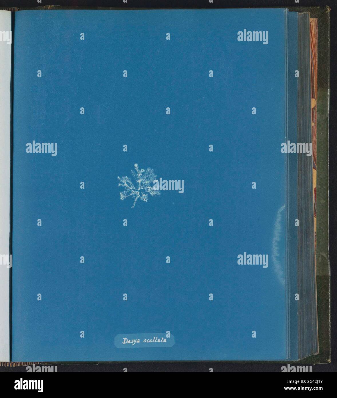 Dasya hi-res stock photography and images - Alamy